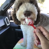 Learning at the Whidden Gunworks Test Range | Shooters' Forum